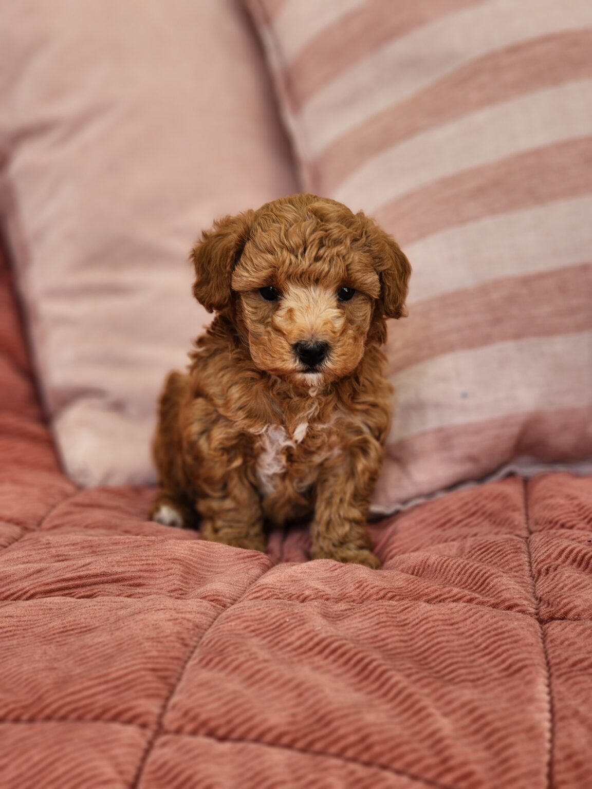 Moodle Puppies For Sale Gold Coast, QLD | Moodle to Love